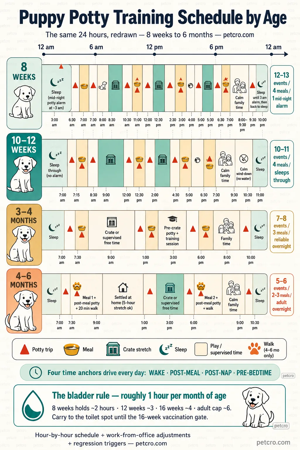 Puppy Potty Training Schedule (Hour-by-Hour by Age) | Petcro